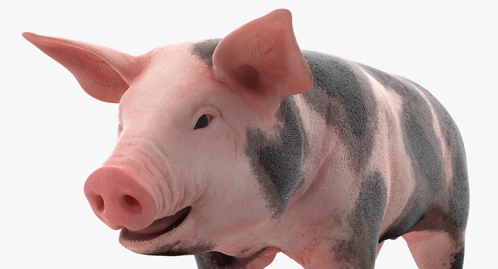 Pig Piglet Pietrain Rigged 3D Model - TurboSquid 1358876