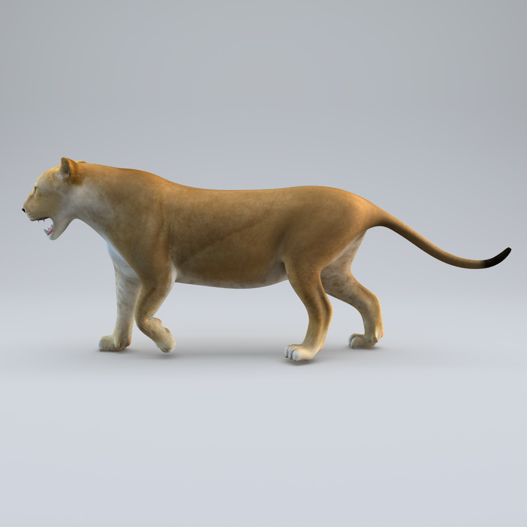 3d model lioness animal modelled