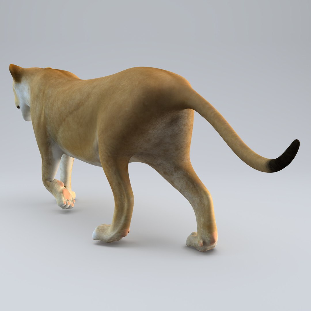 3d model lioness animal modelled