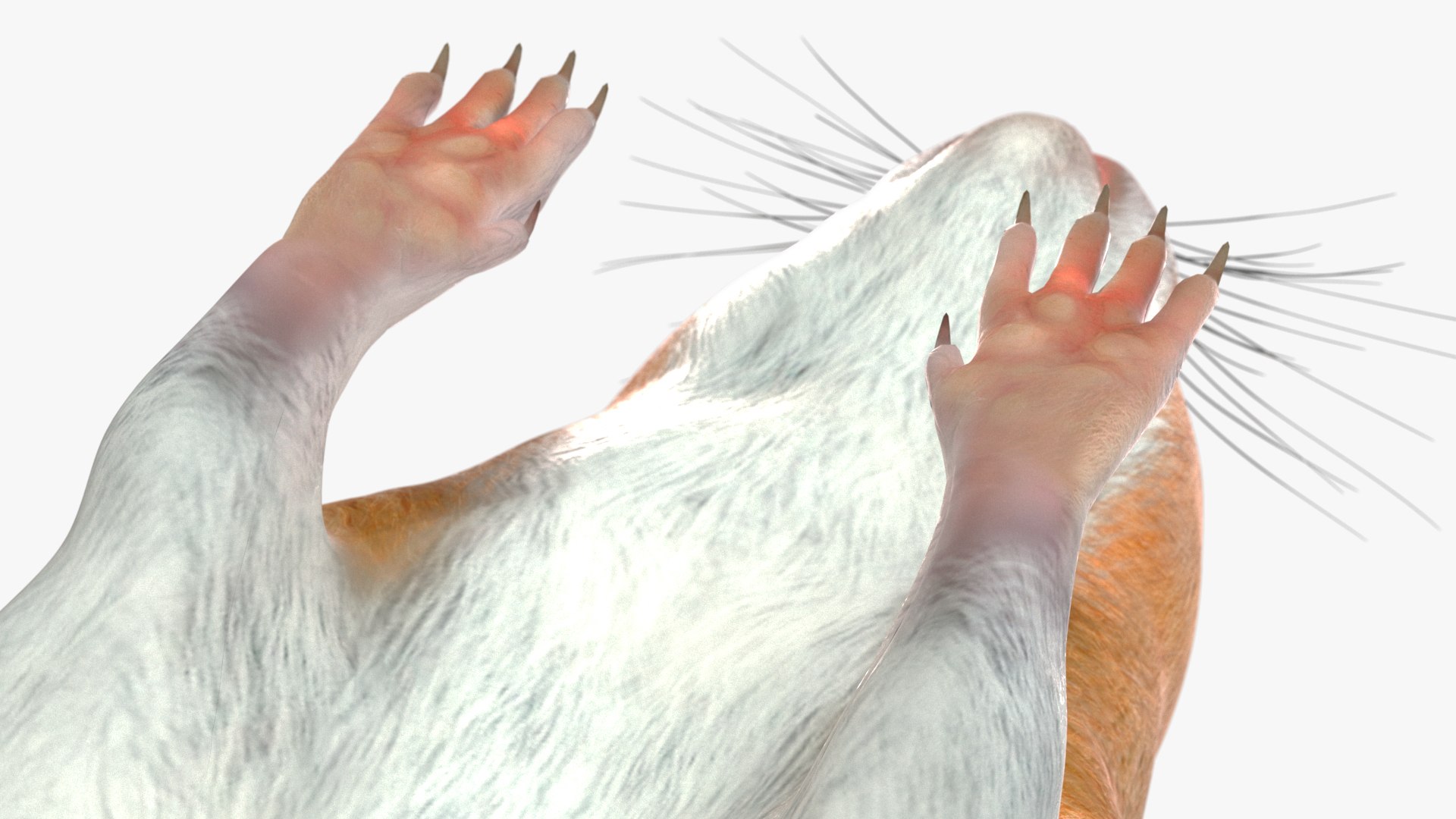 Australian Mouse Basic Pose Model - TurboSquid 2197110