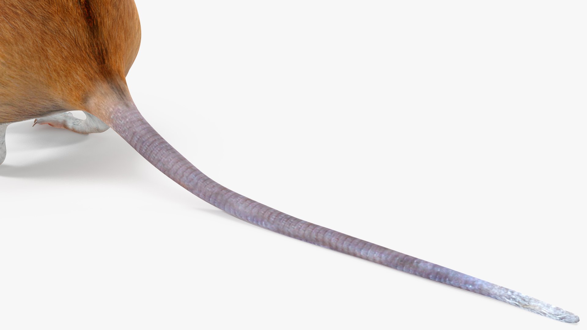 Australian Mouse Basic Pose Model - TurboSquid 2197110