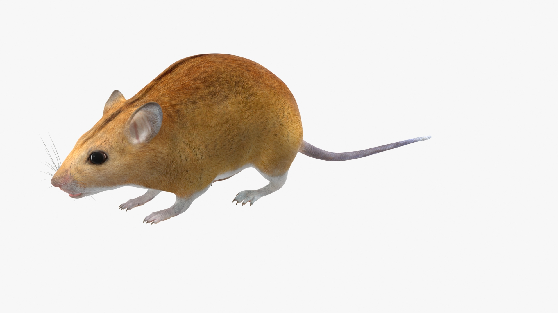 Australian Mouse Basic Pose Model - TurboSquid 2197110