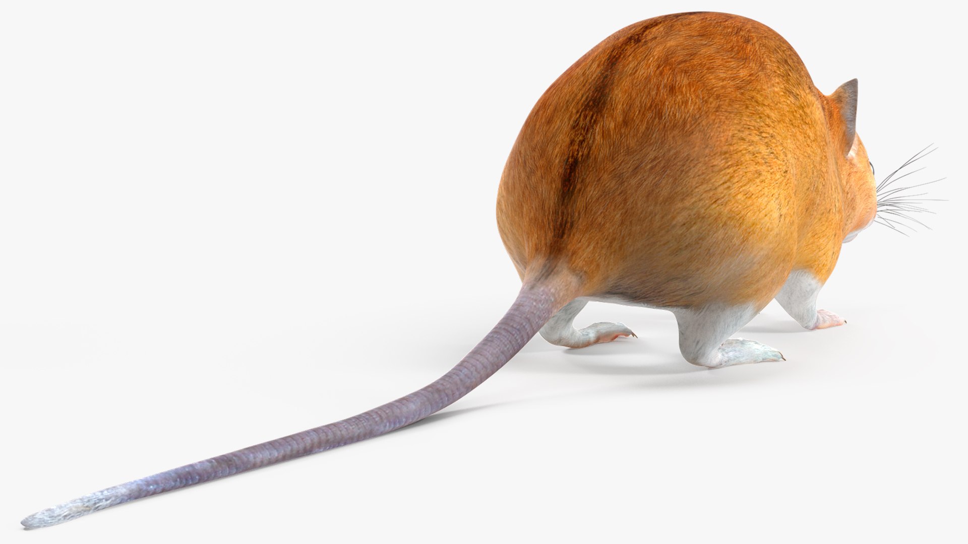 Australian Mouse Basic Pose Model - TurboSquid 2197110