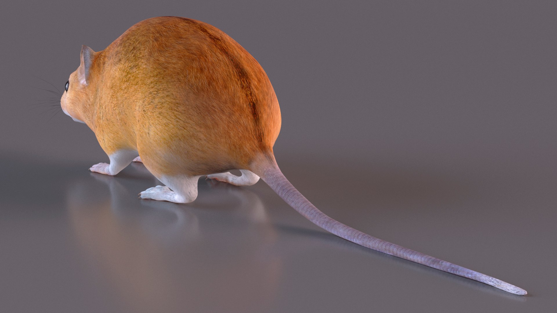 Australian Mouse Basic Pose Model - TurboSquid 2197110