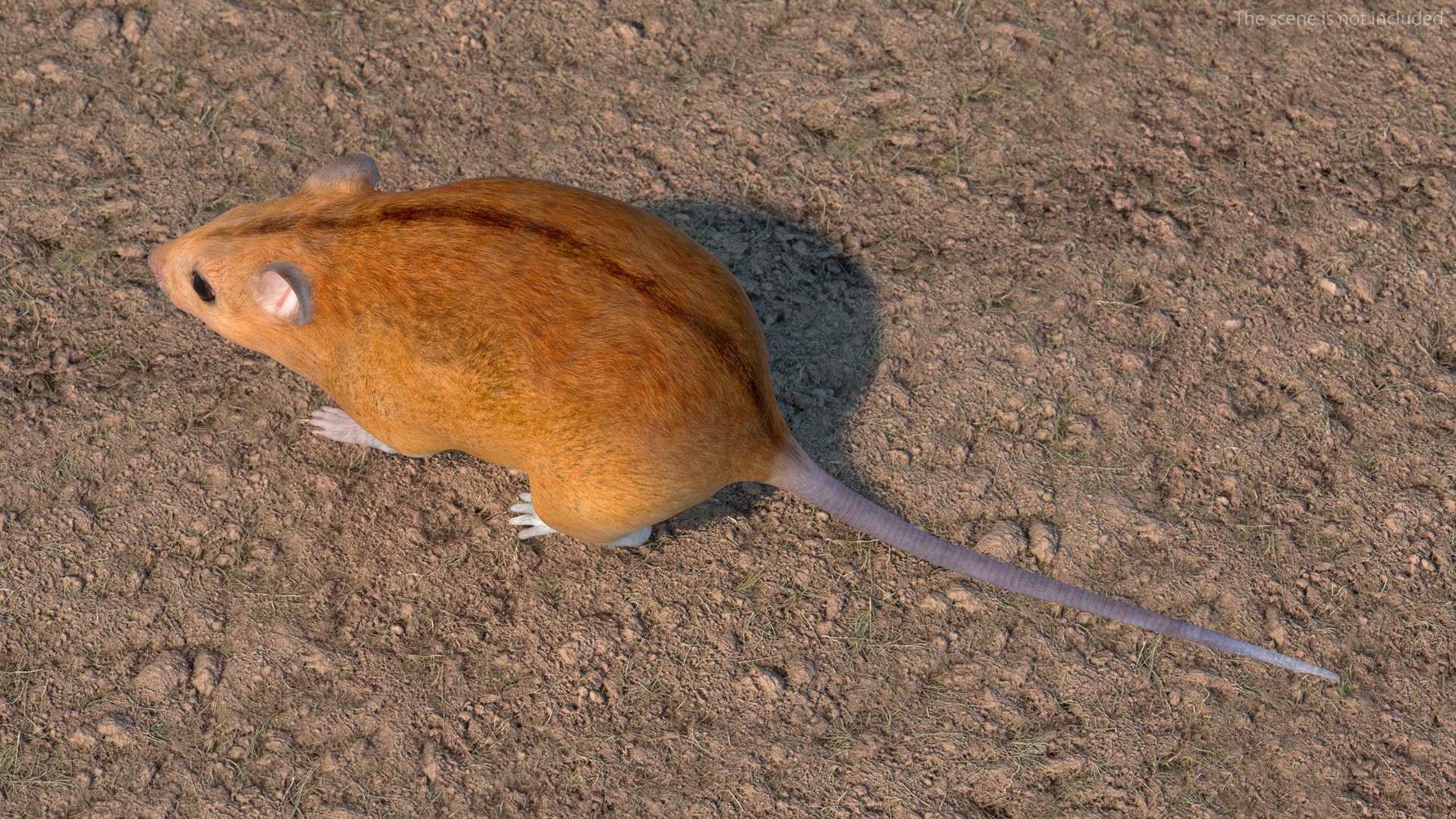 Australian Mouse Basic Pose Model - TurboSquid 2197110