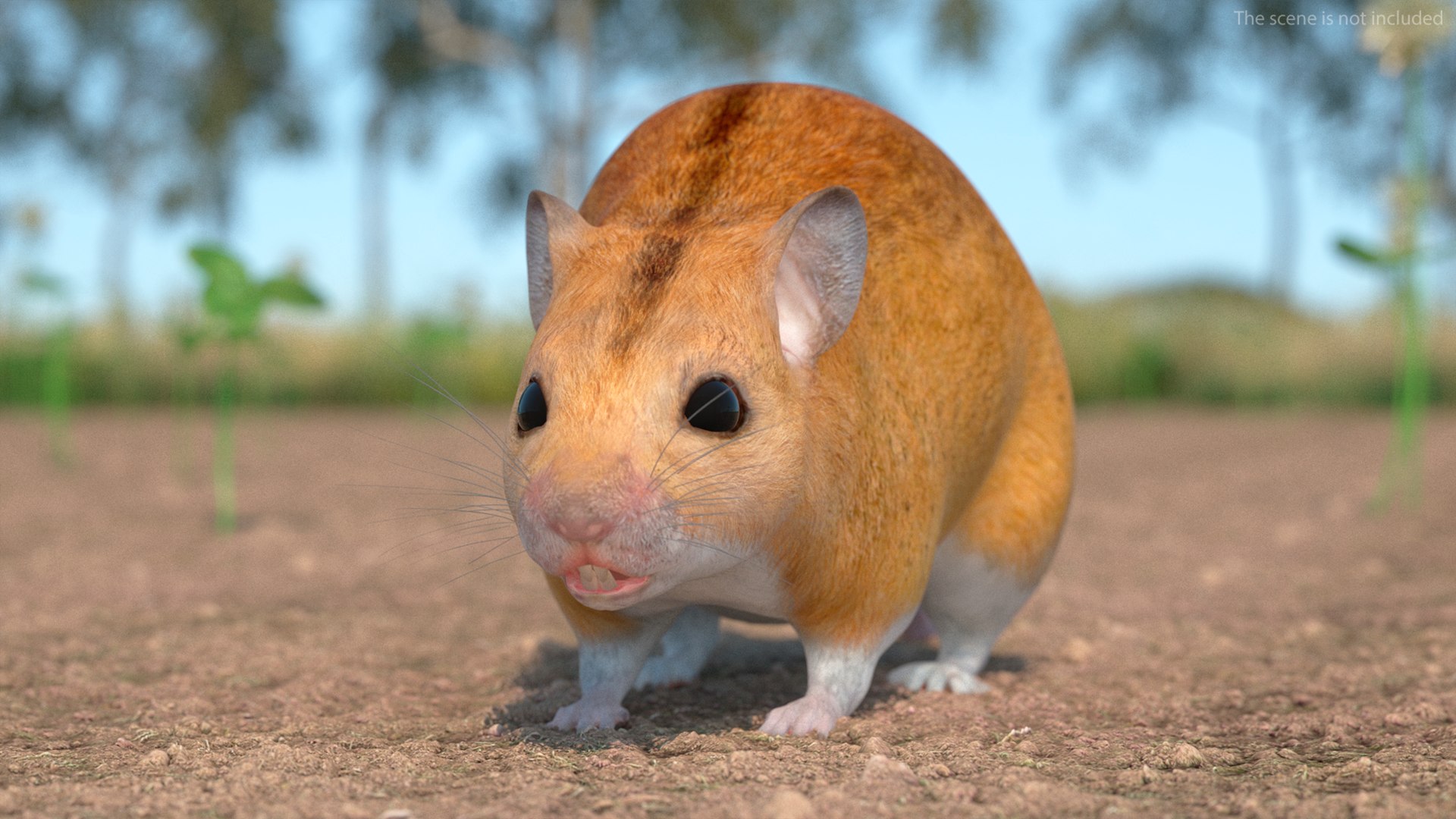 Australian Mouse Basic Pose Model - TurboSquid 2197110
