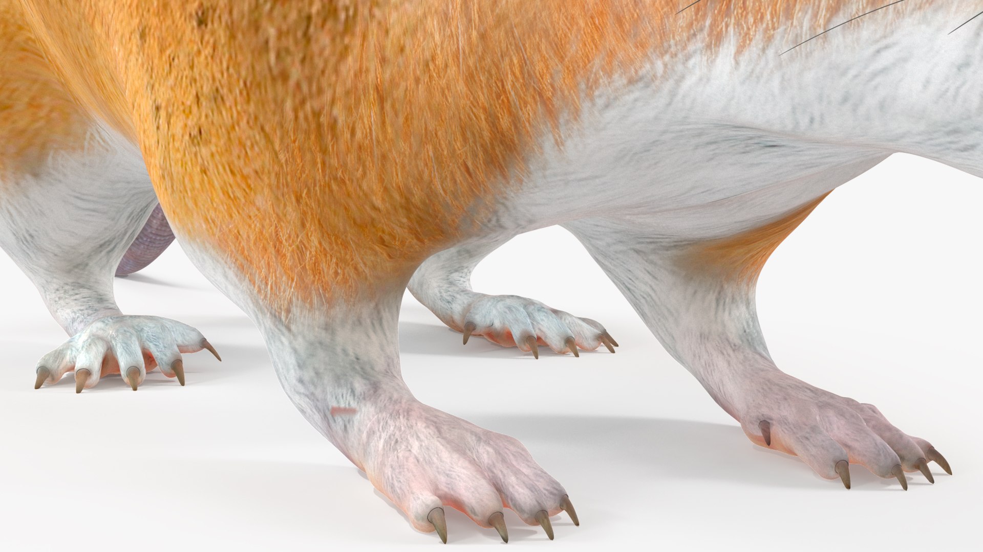 Australian Mouse Basic Pose Model - TurboSquid 2197110