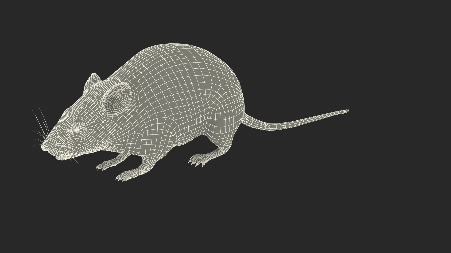 Australian Mouse Basic Pose Model - TurboSquid 2197110