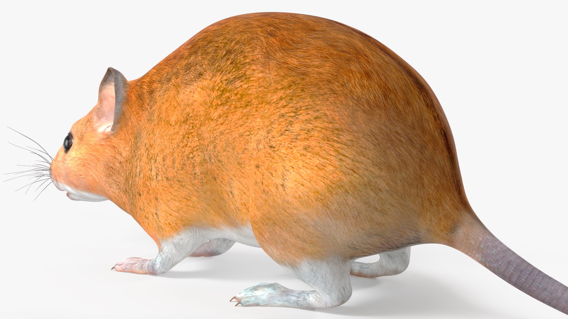 Australian Mouse Basic Pose Model - TurboSquid 2197110