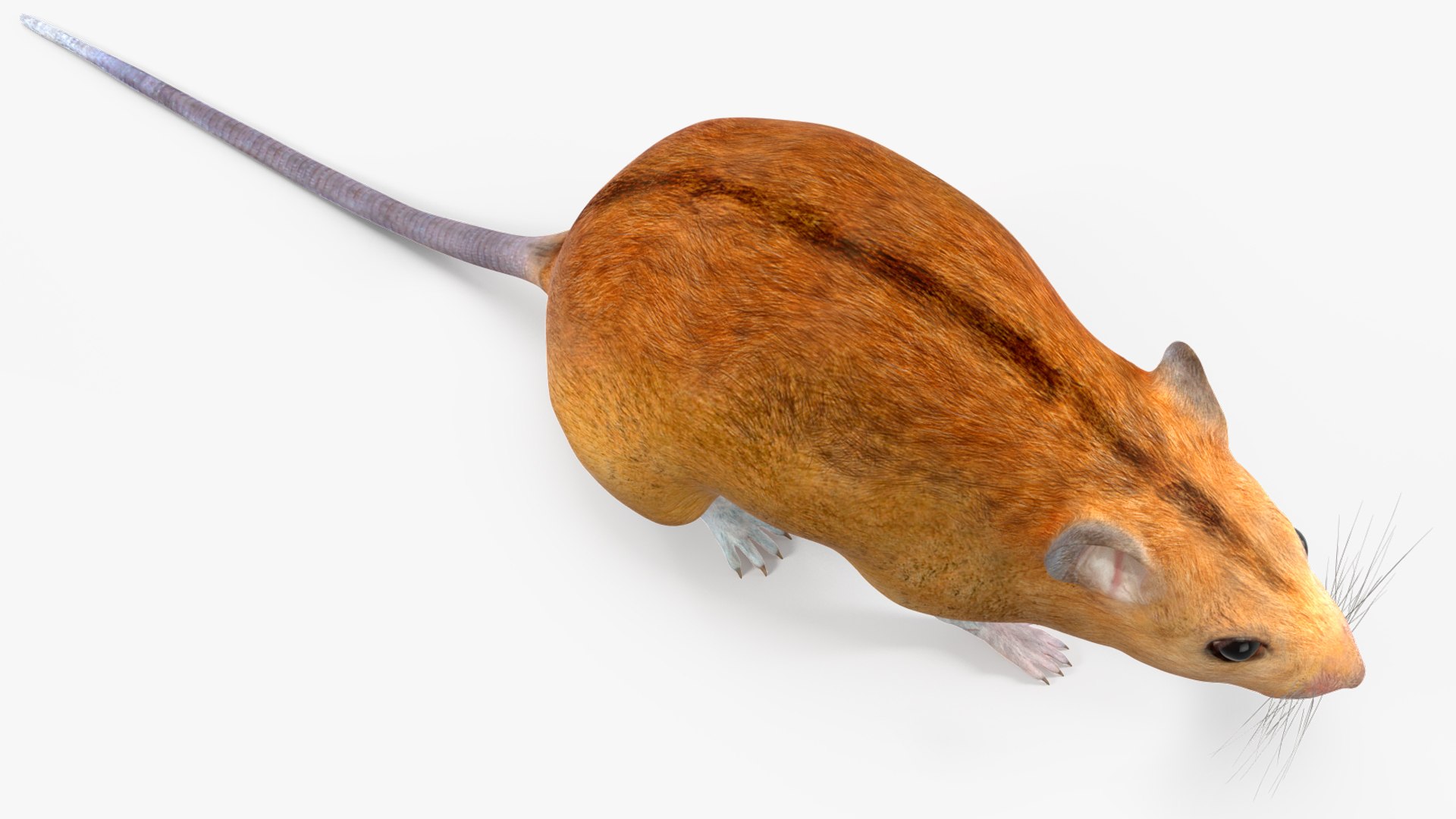 Australian Mouse Basic Pose Model - TurboSquid 2197110