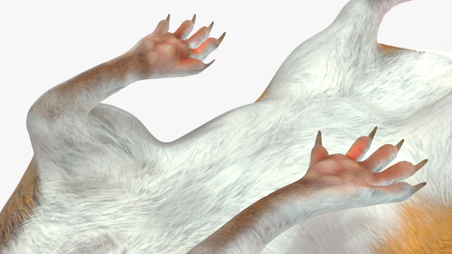 Australian Mouse Basic Pose Model - TurboSquid 2197110