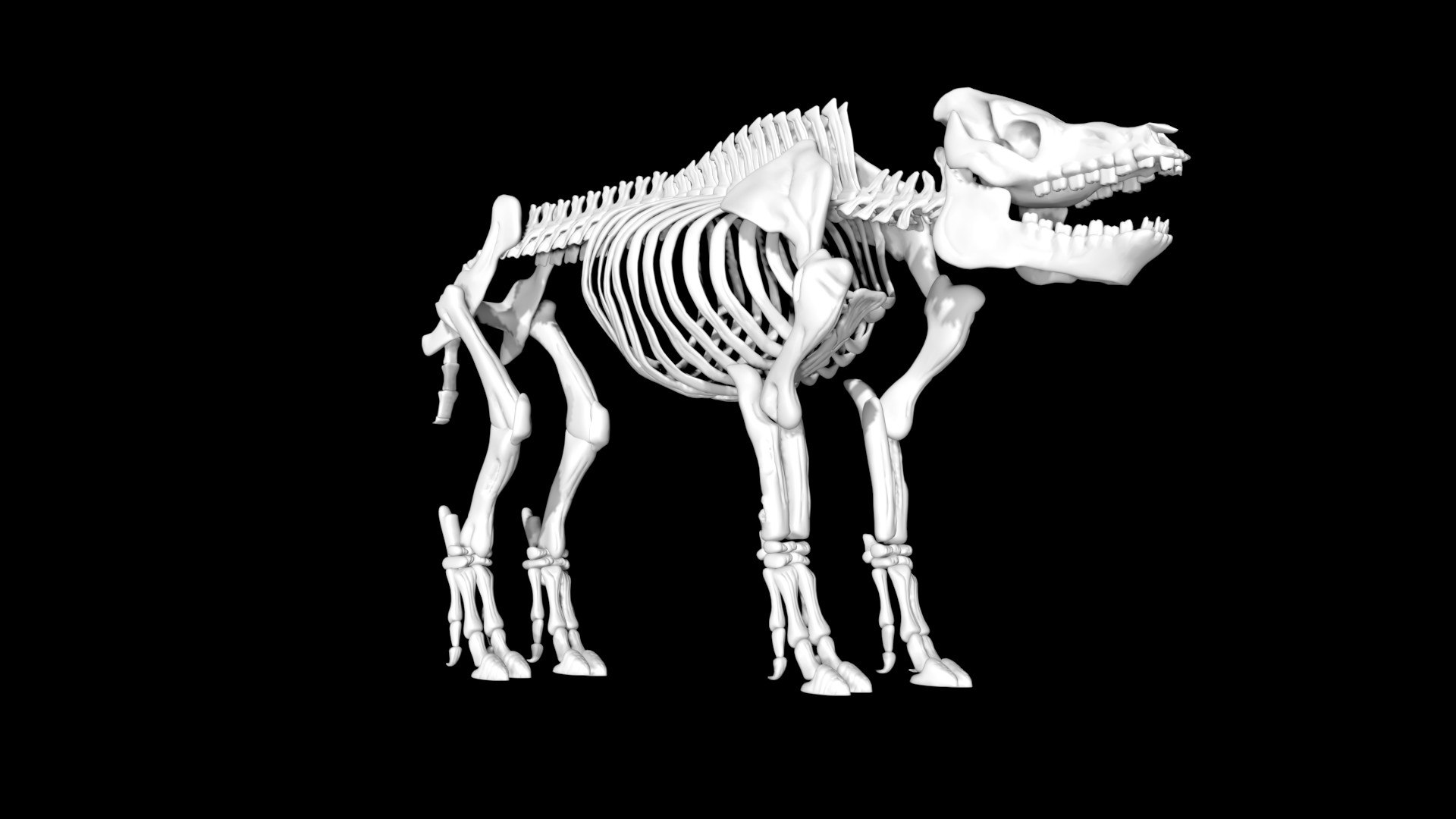3D Pig Skeleton - TurboSquid 1853911