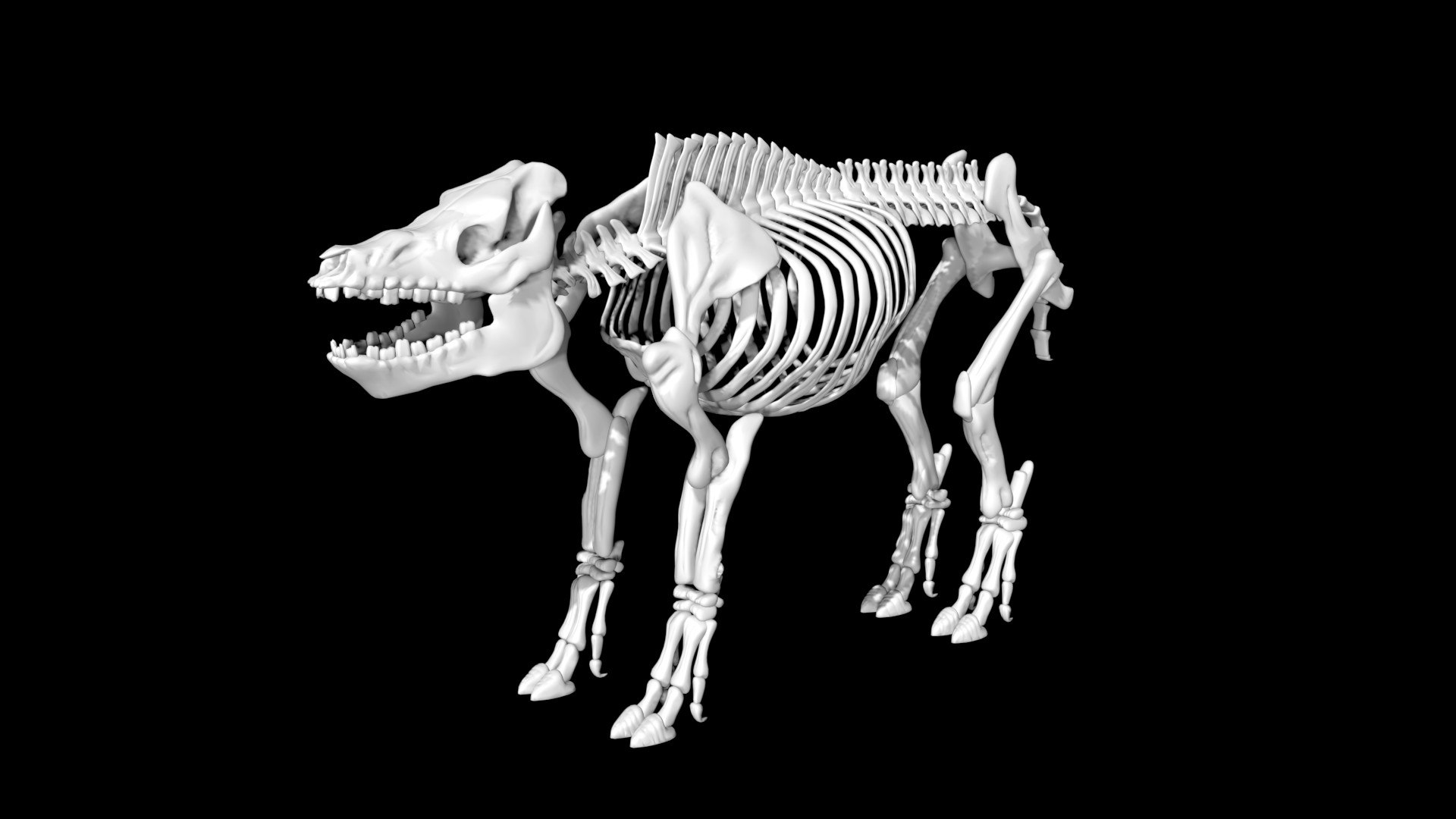 3D Pig Skeleton - TurboSquid 1853911