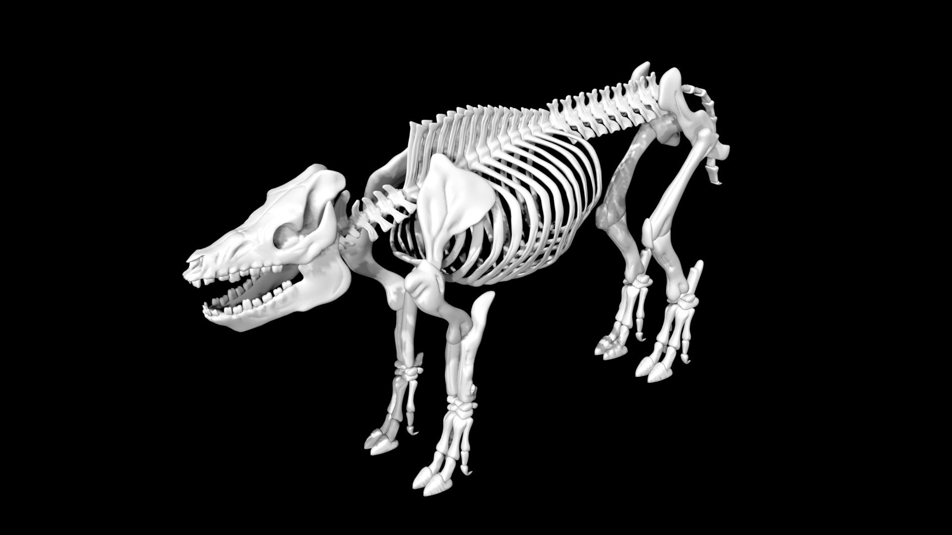 3D Pig Skeleton - TurboSquid 1853911