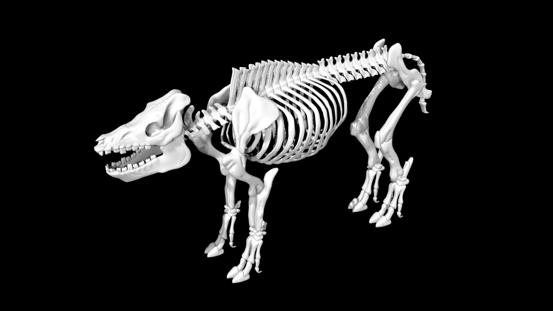 3D Pig Skeleton - TurboSquid 1853911