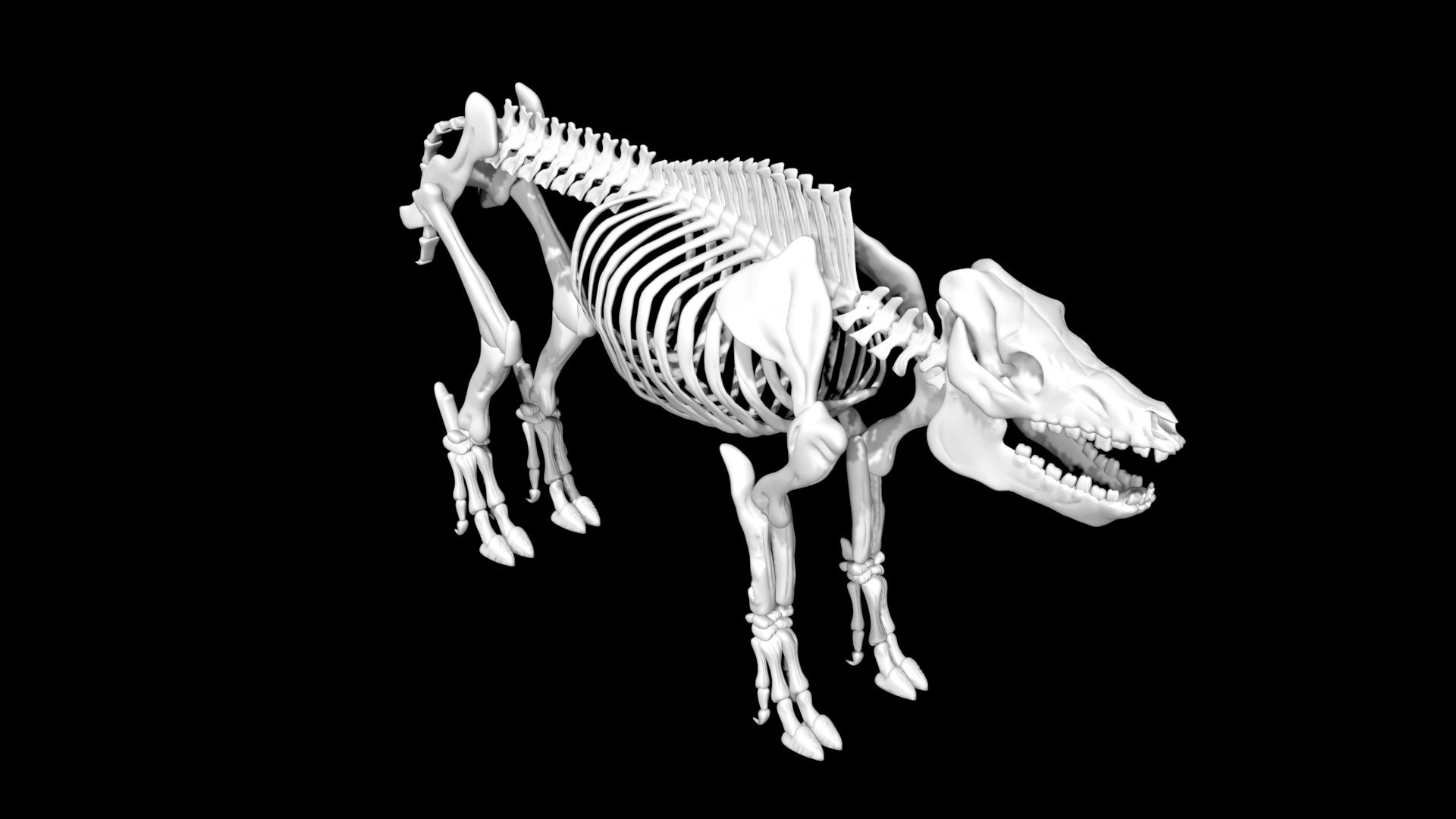 3D Pig Skeleton - TurboSquid 1853911