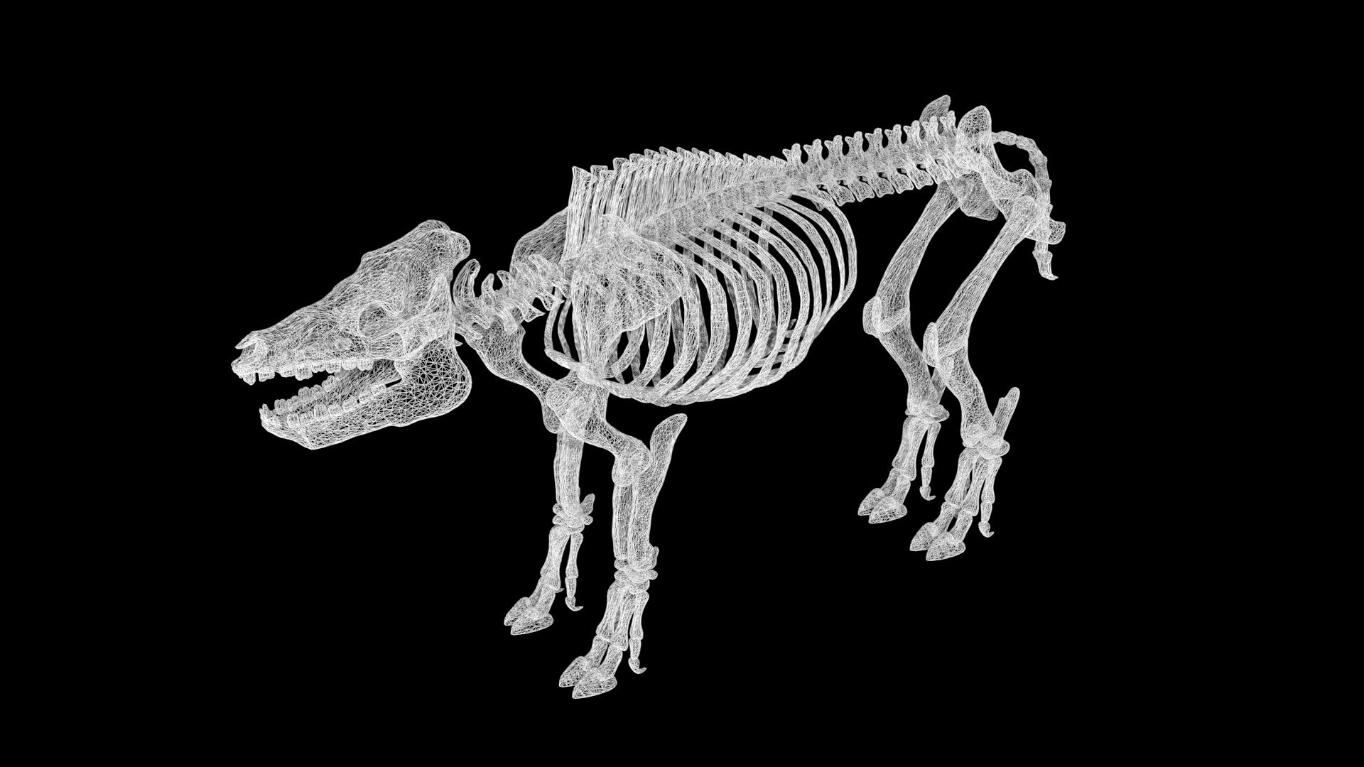 3D Pig Skeleton - TurboSquid 1853911
