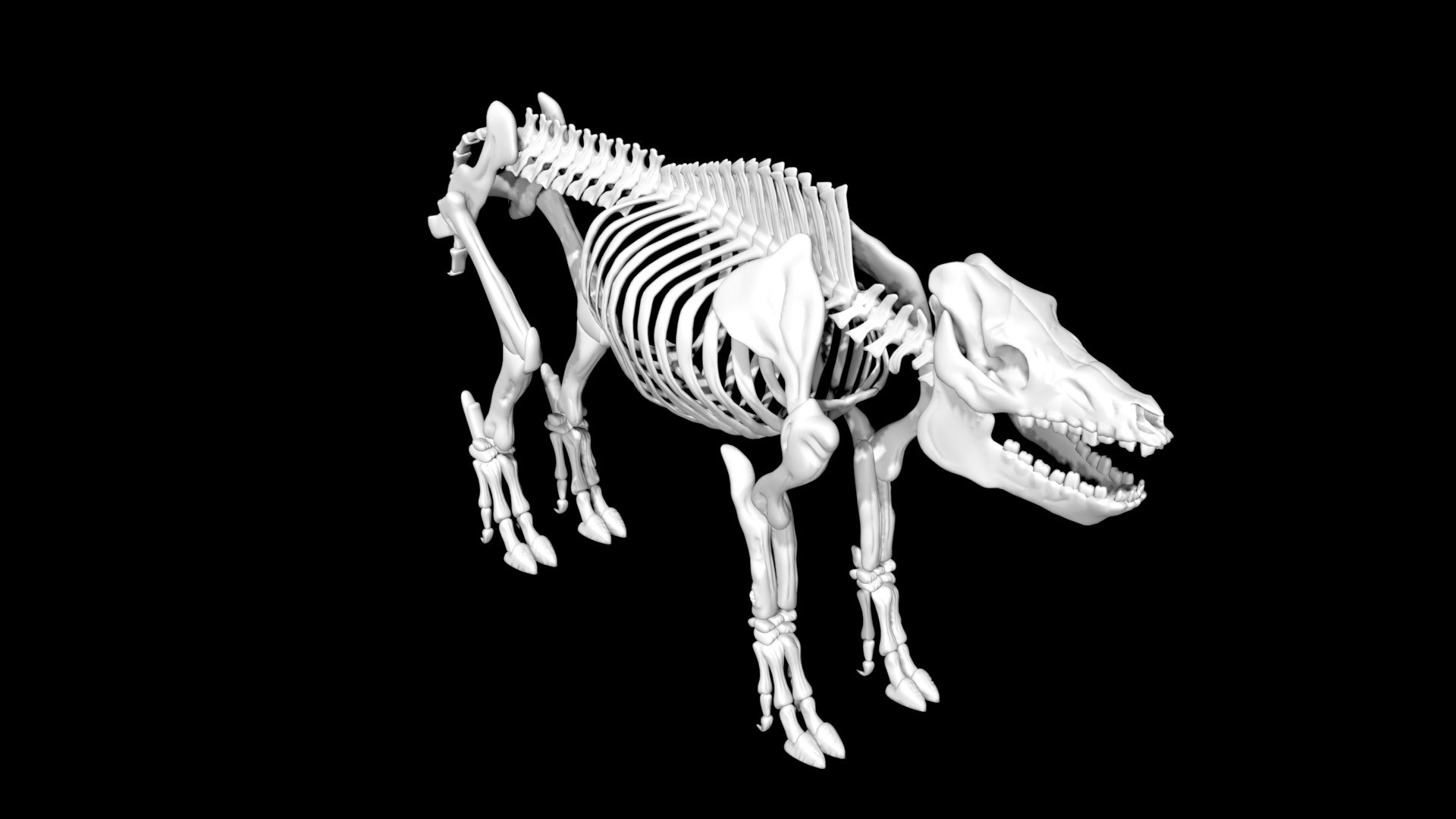 3D Pig Skeleton - TurboSquid 1853911