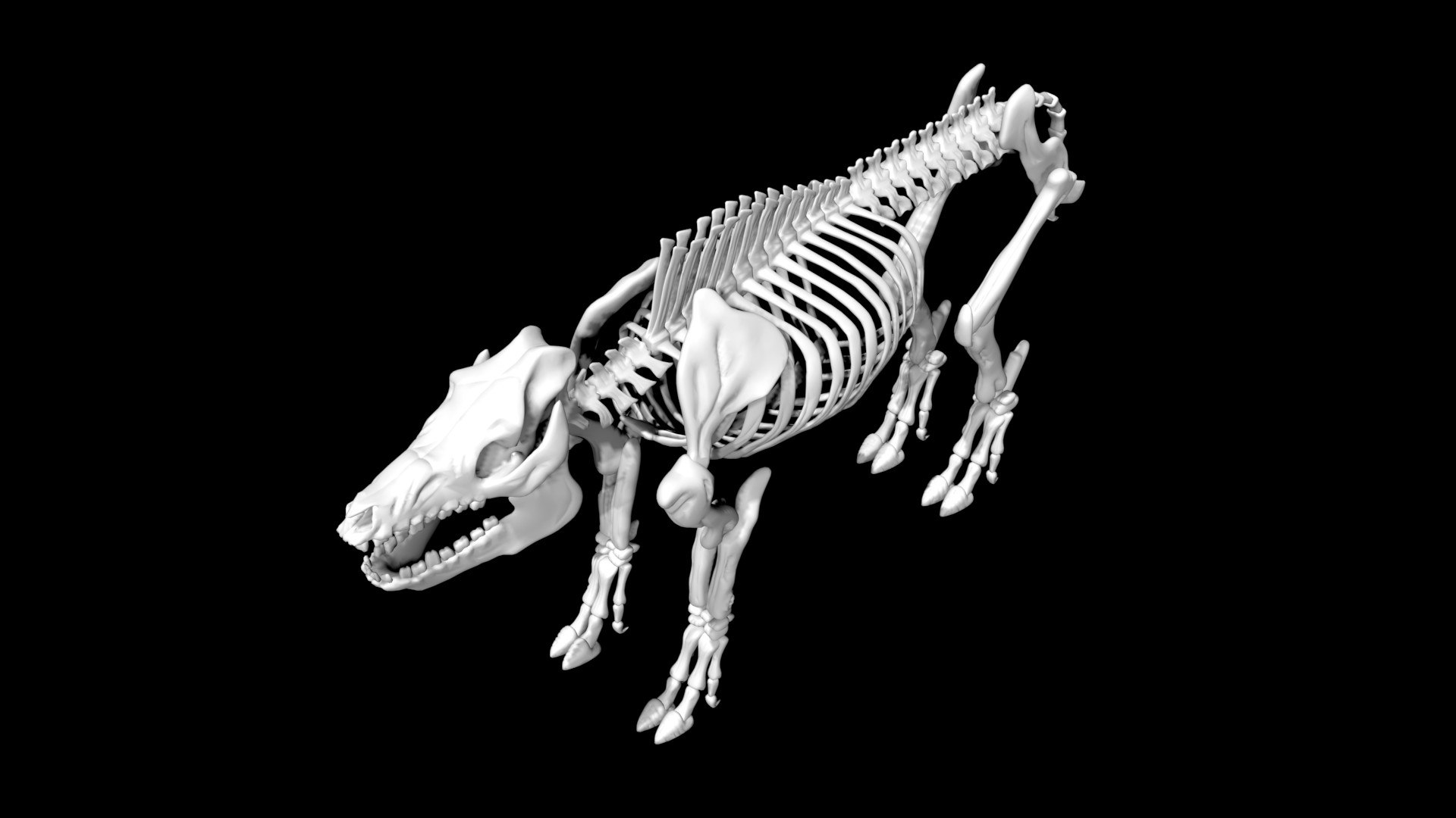 3D Pig Skeleton - TurboSquid 1853911
