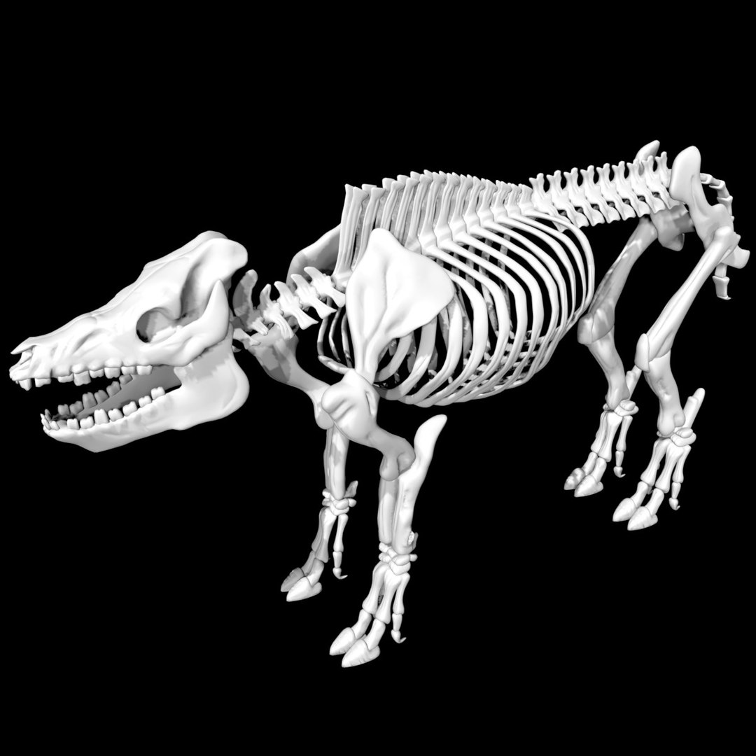 3D Pig Skeleton - TurboSquid 1853911