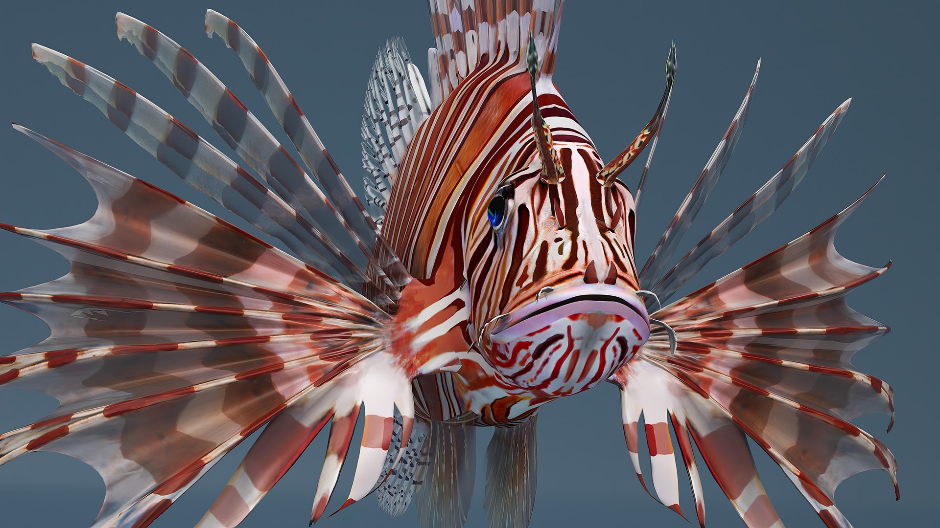 3D Model Lionfish Marine Creature Rigged For Cinema 4D - TurboSquid 2353271