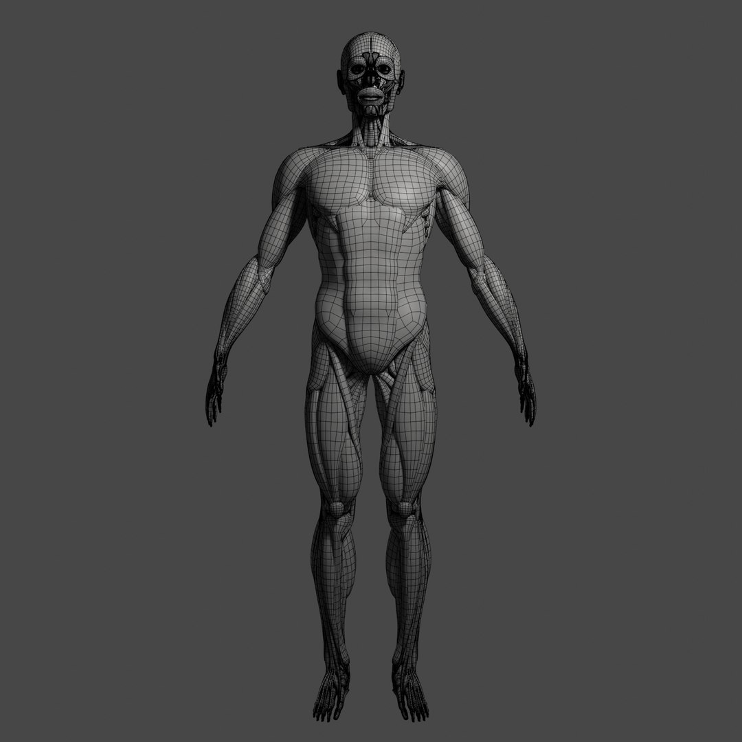 Anatomy muscle model - TurboSquid 1413159