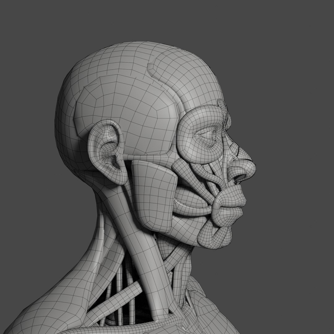 Anatomy muscle model - TurboSquid 1413159