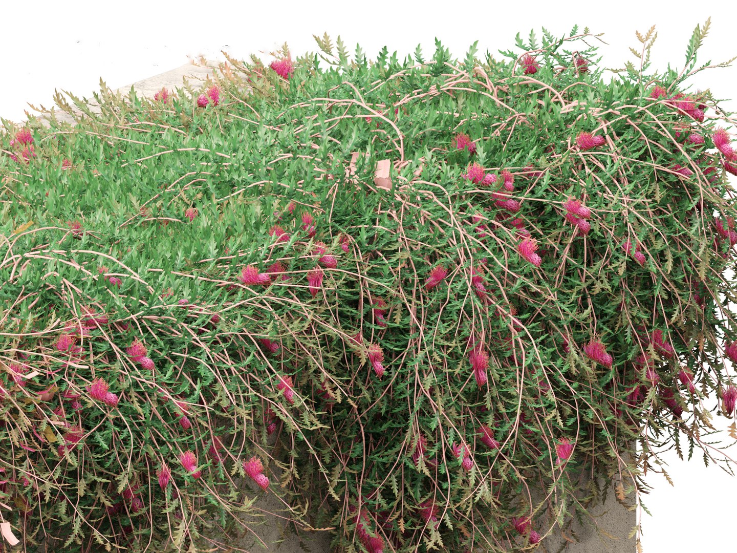 3D Grevillea Royal Mantle - Poorinda Royal Mantle Model - TurboSquid ...