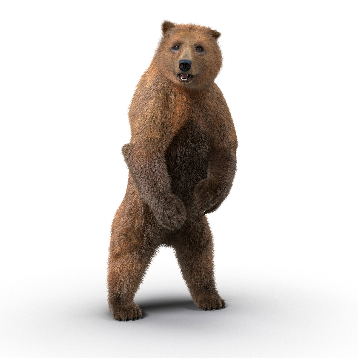 max brown bear fur pose