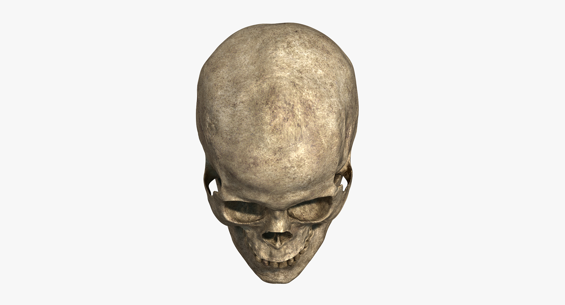 human skull max