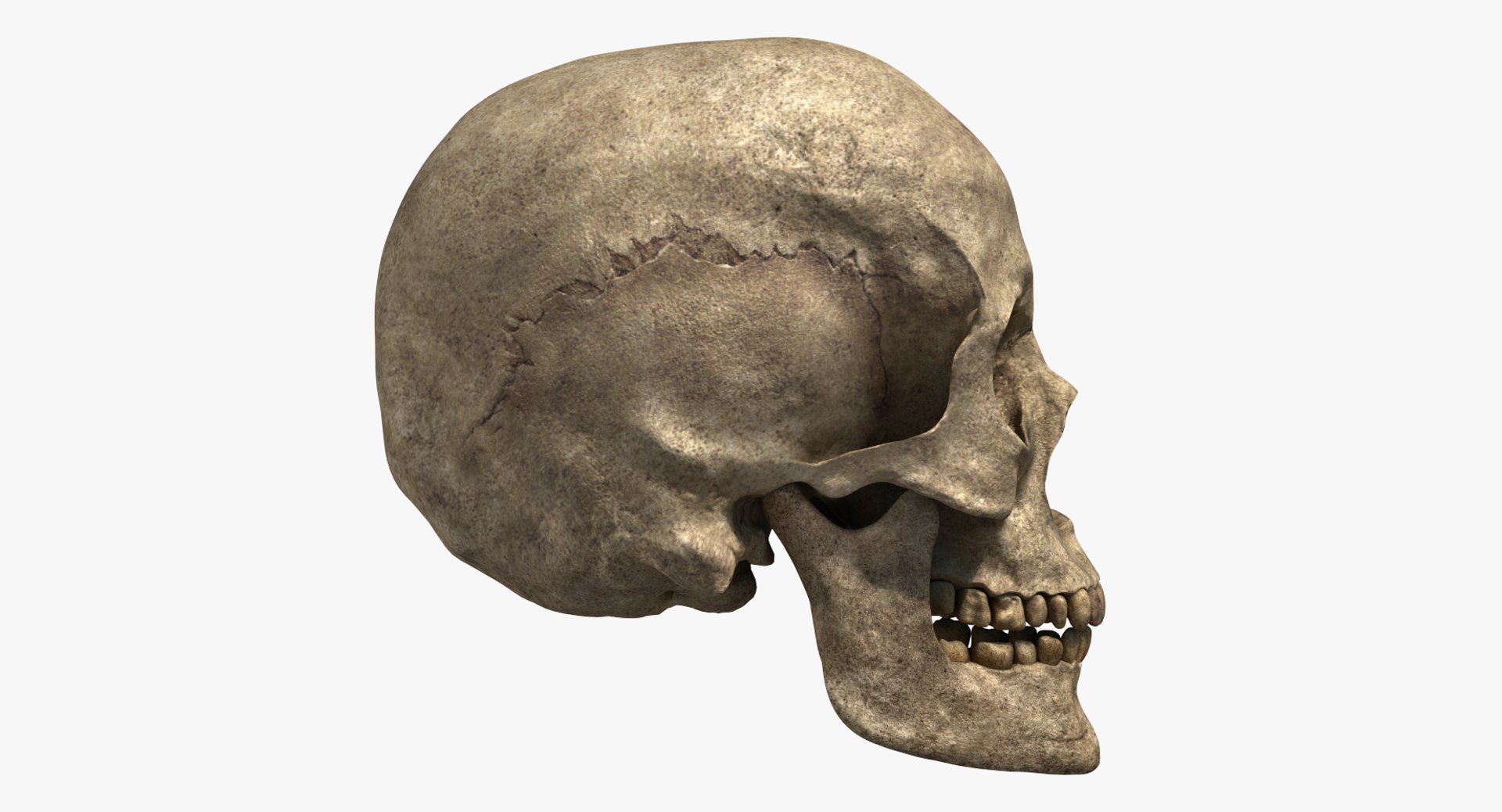 Human Skull Max