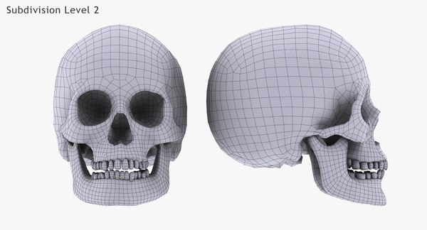 human skull max