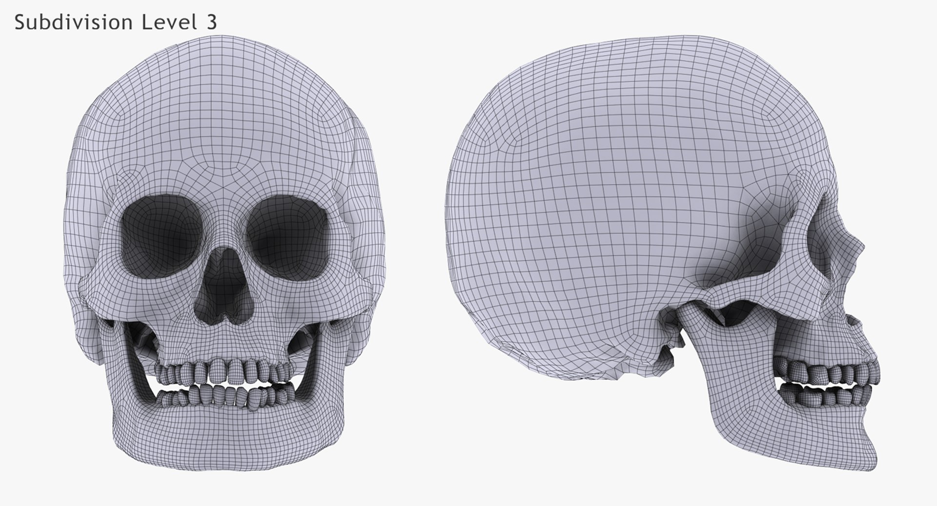 Human Skull Max