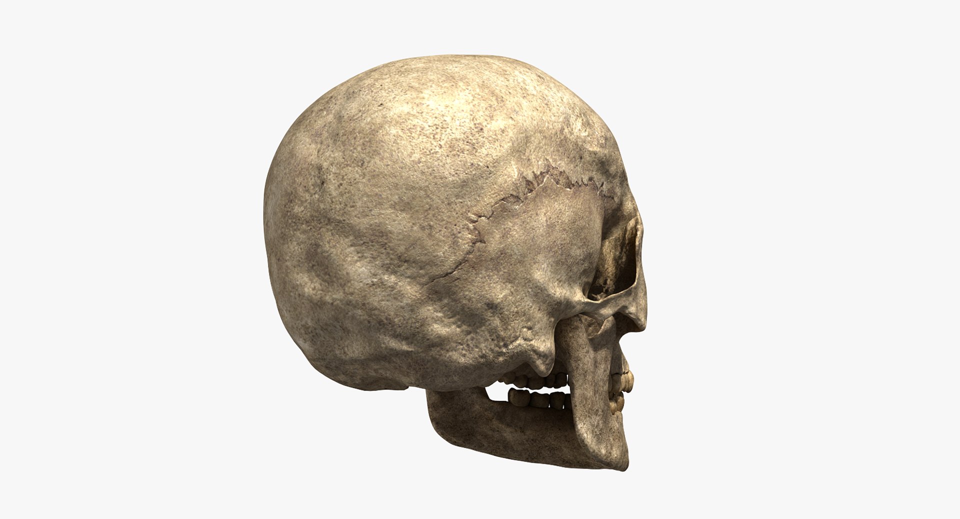 Human Skull Max