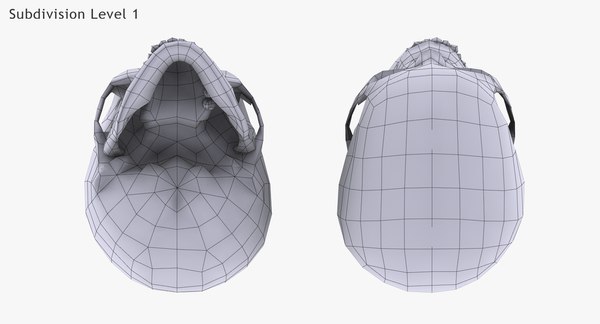 human skull max
