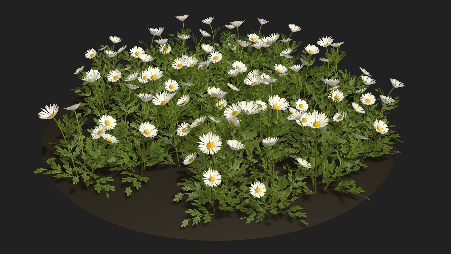 3D Camomile Field Grass Chamomile Garden Model - TurboSquid 2053977