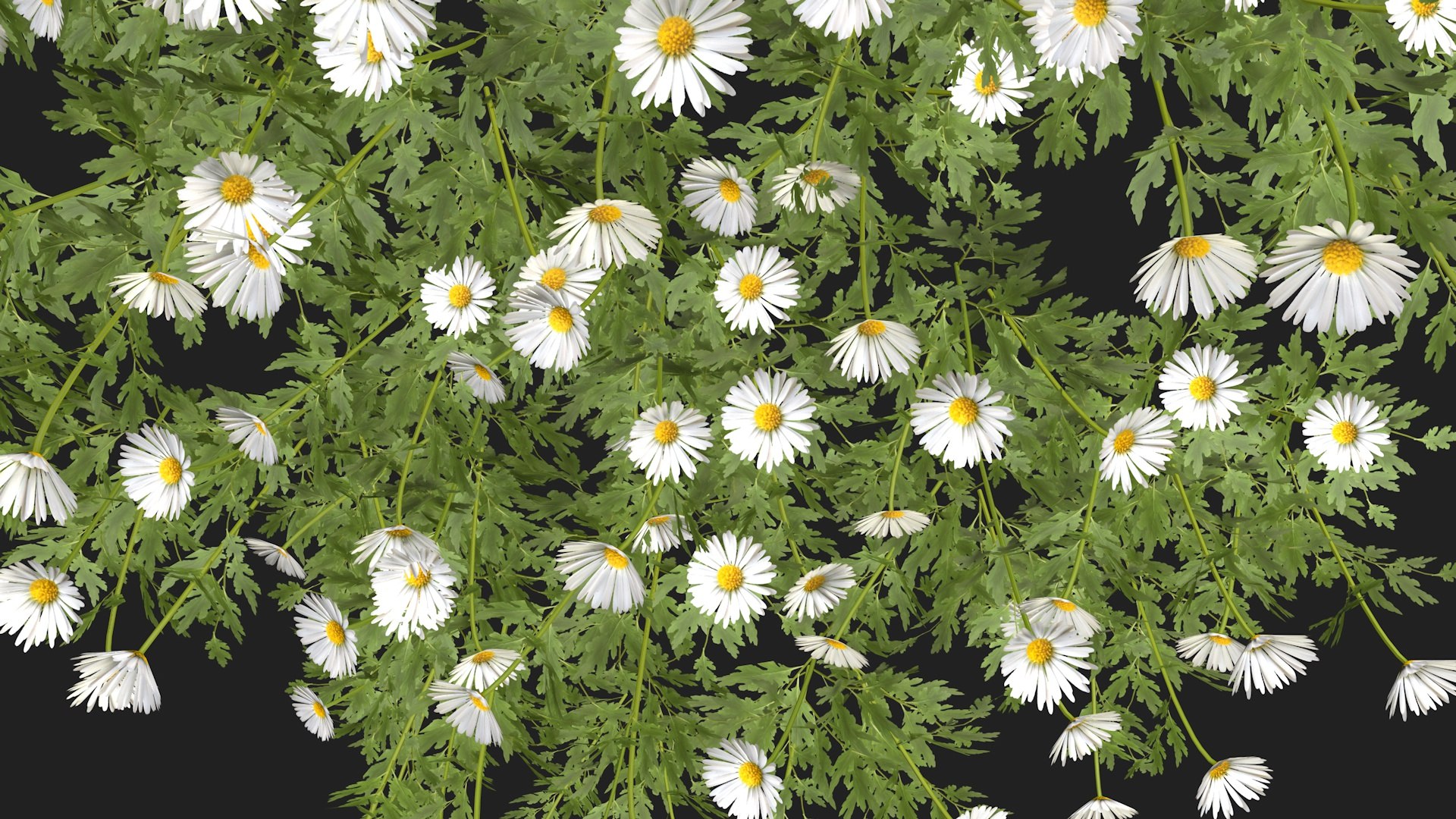 3D Camomile Field Grass Chamomile Garden Model - TurboSquid 2053977
