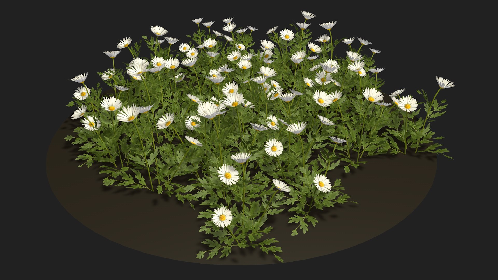 3D Camomile field grass chamomile garden model - TurboSquid 2053977