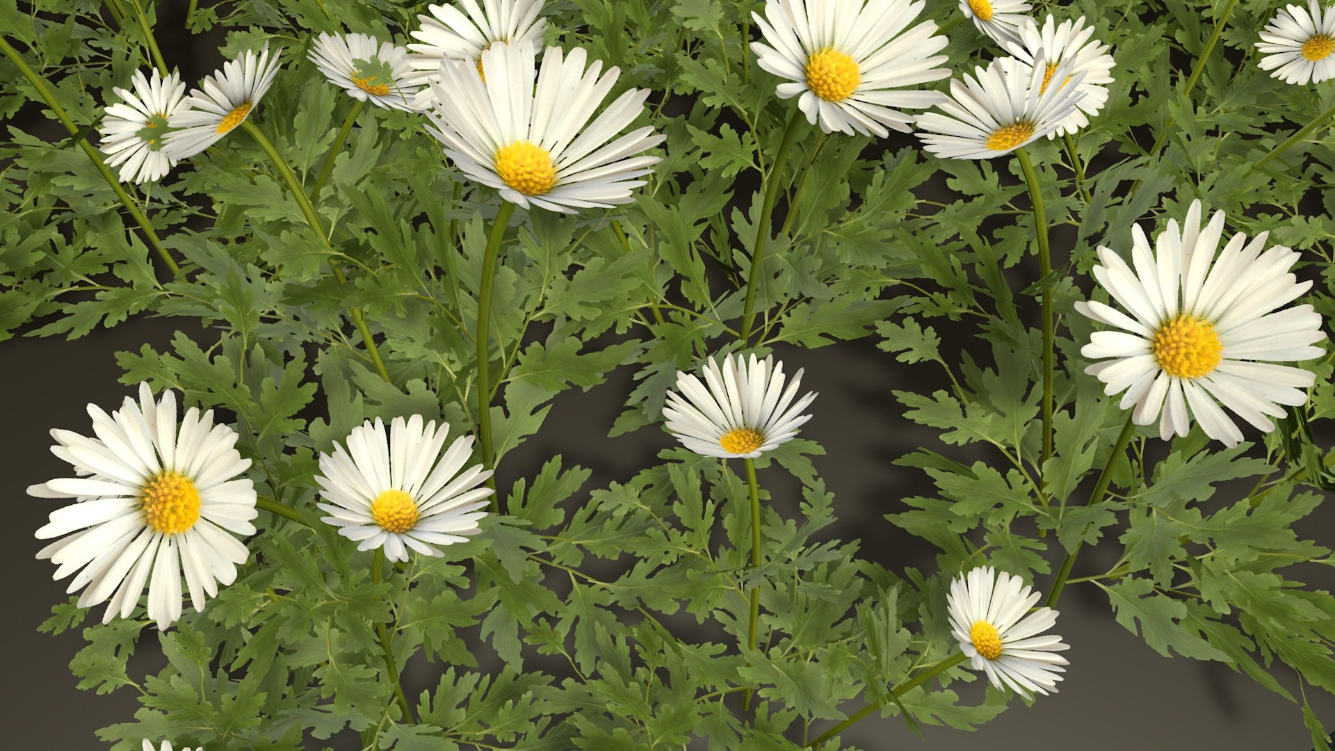 3D Camomile Field Grass Chamomile Garden Model - TurboSquid 2053977