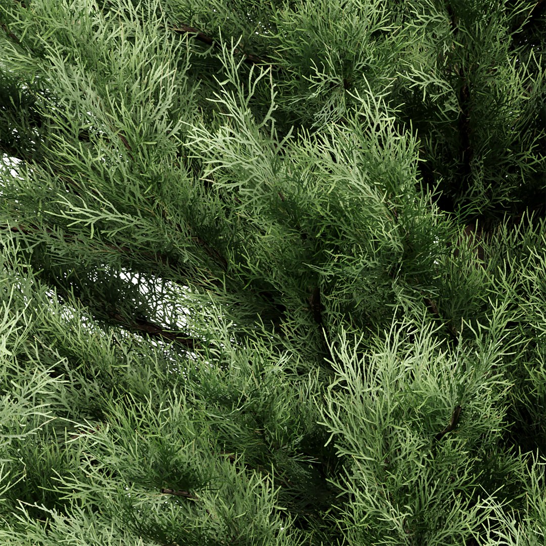 Juniper-pine Trees Collection Vol 22 3D Model - TurboSquid 1948550