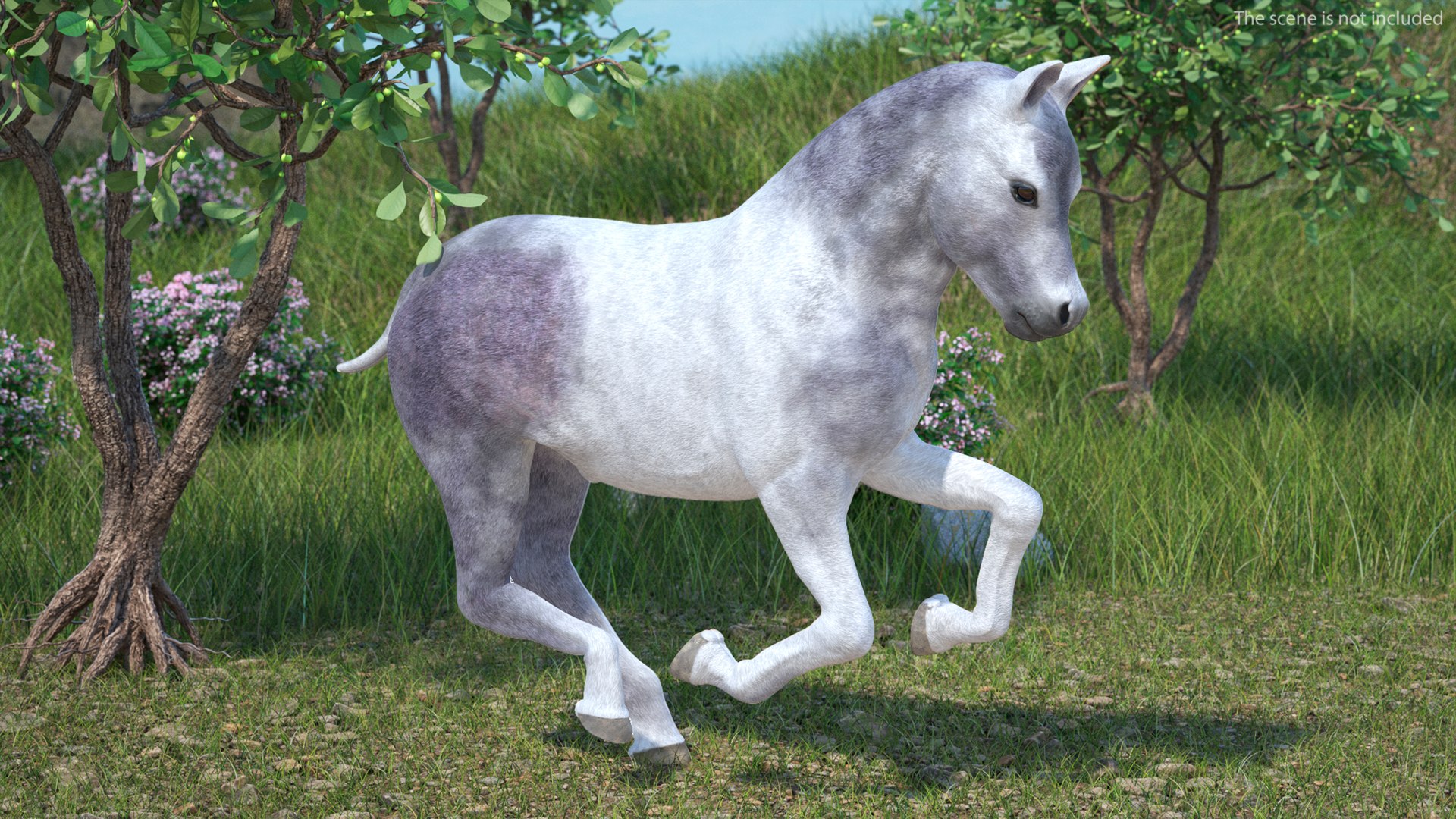 3D Shetland Pony White Rigged - TurboSquid 2240510