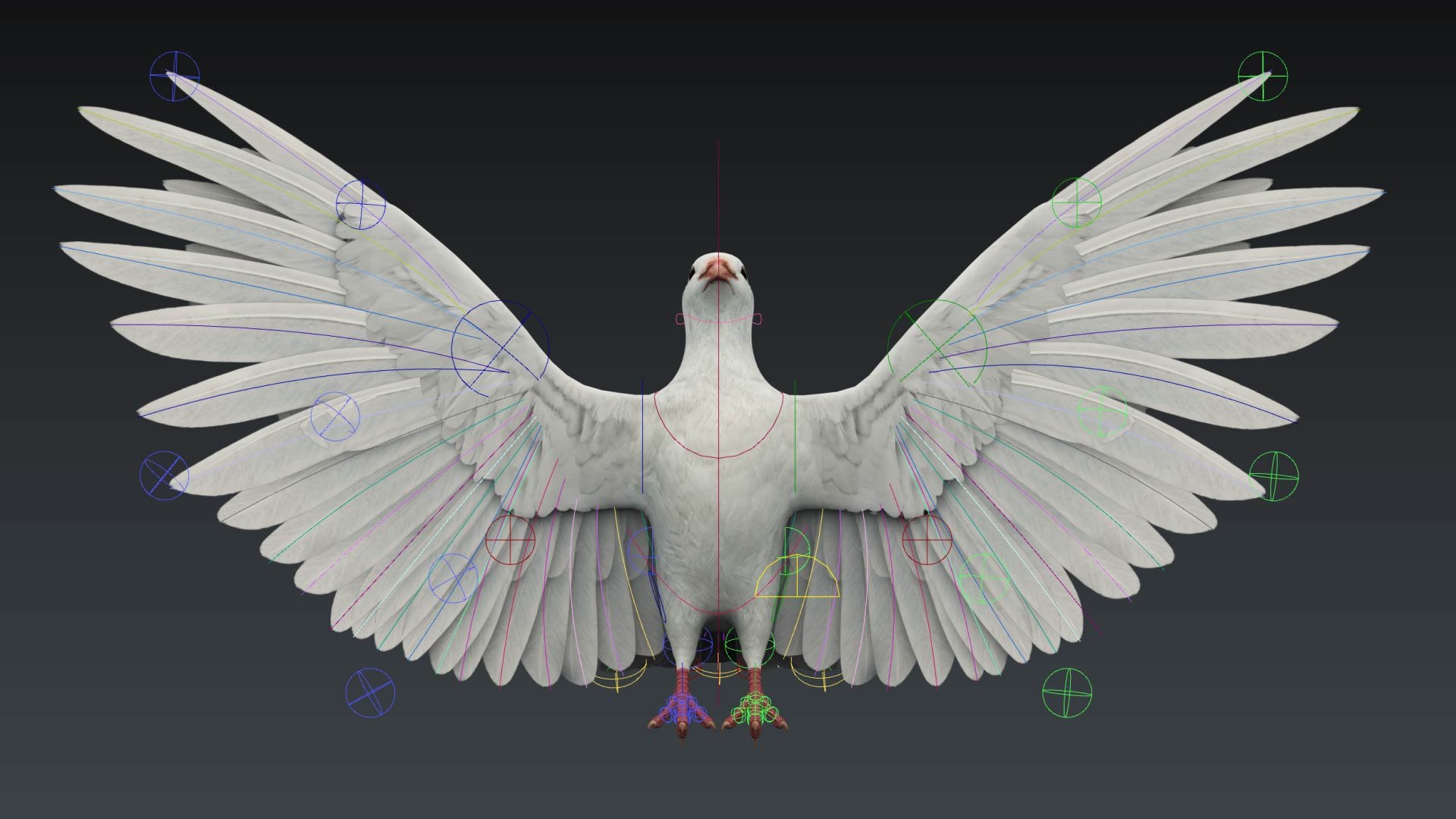 Rigged Dove 3D Model - TurboSquid 1458665