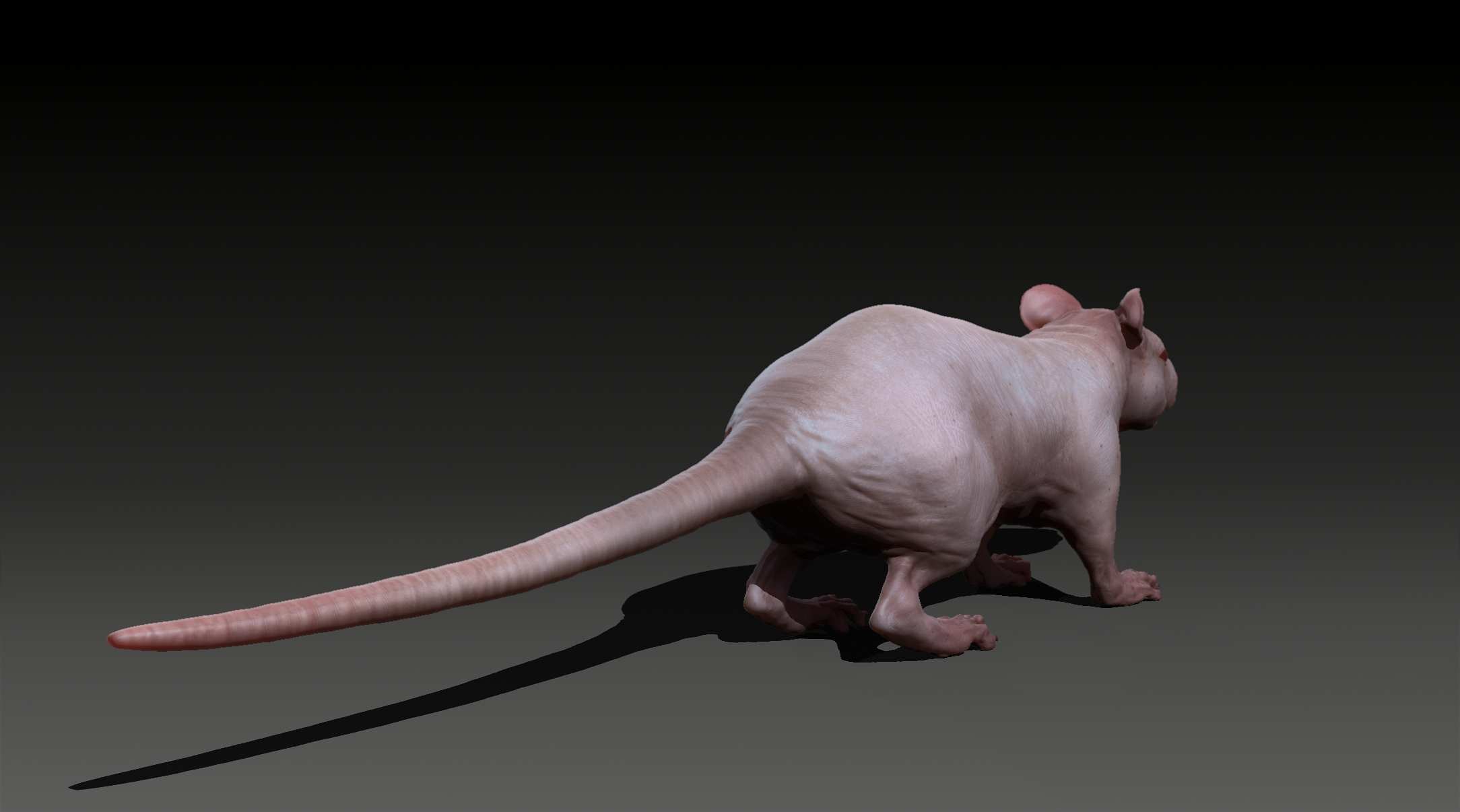 Animal rat 3D model - TurboSquid 1685597