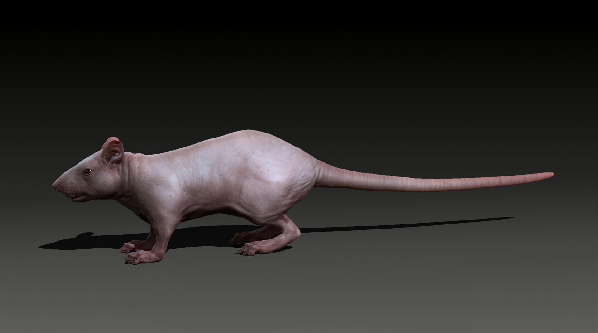 Animal rat 3D model - TurboSquid 1685597