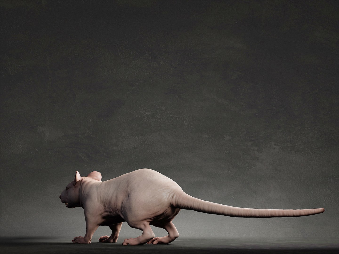 Animal Rat 3D Model - TurboSquid 1685597