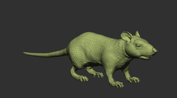 Animal rat 3D model - TurboSquid 1685597