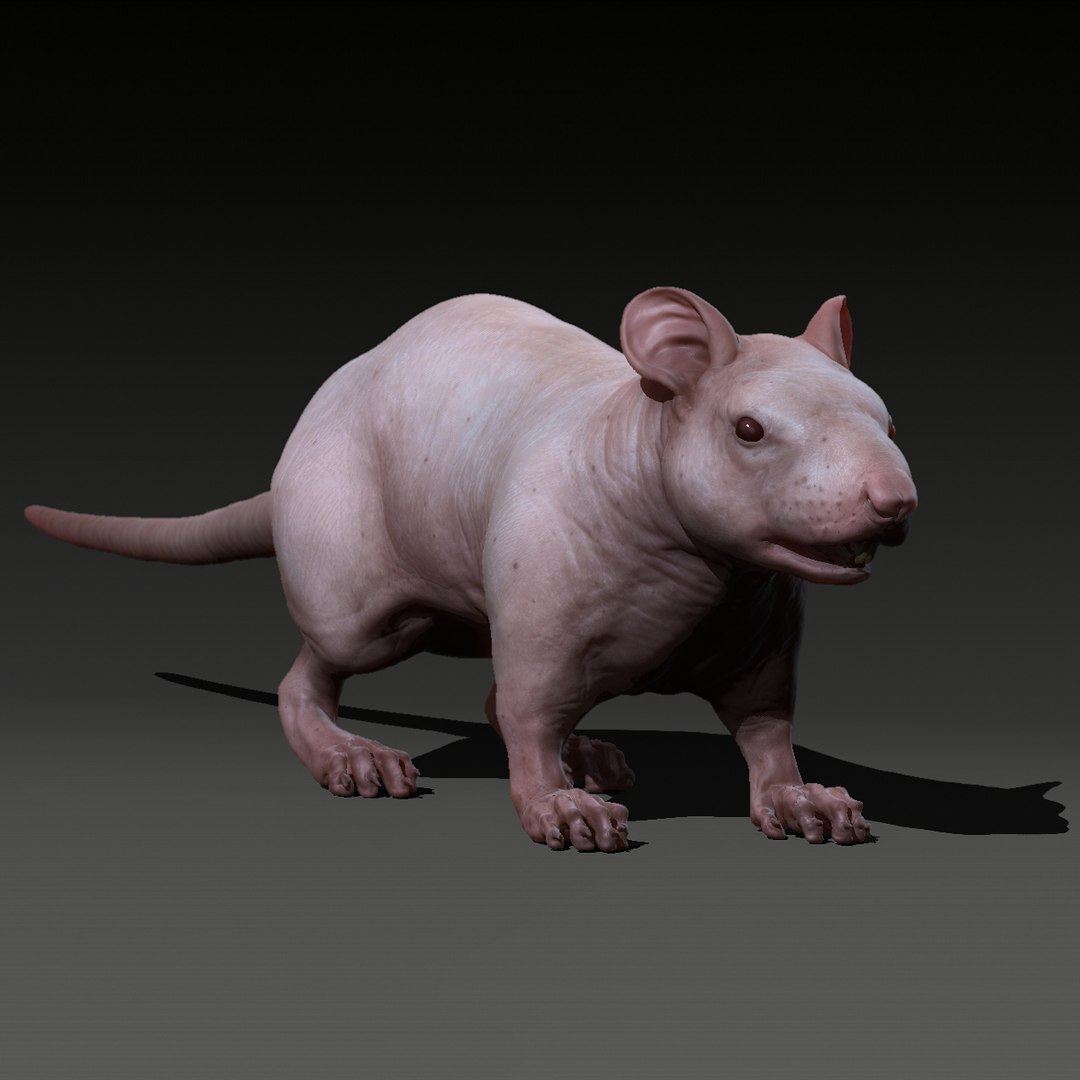 Animal rat 3D model - TurboSquid 1685597