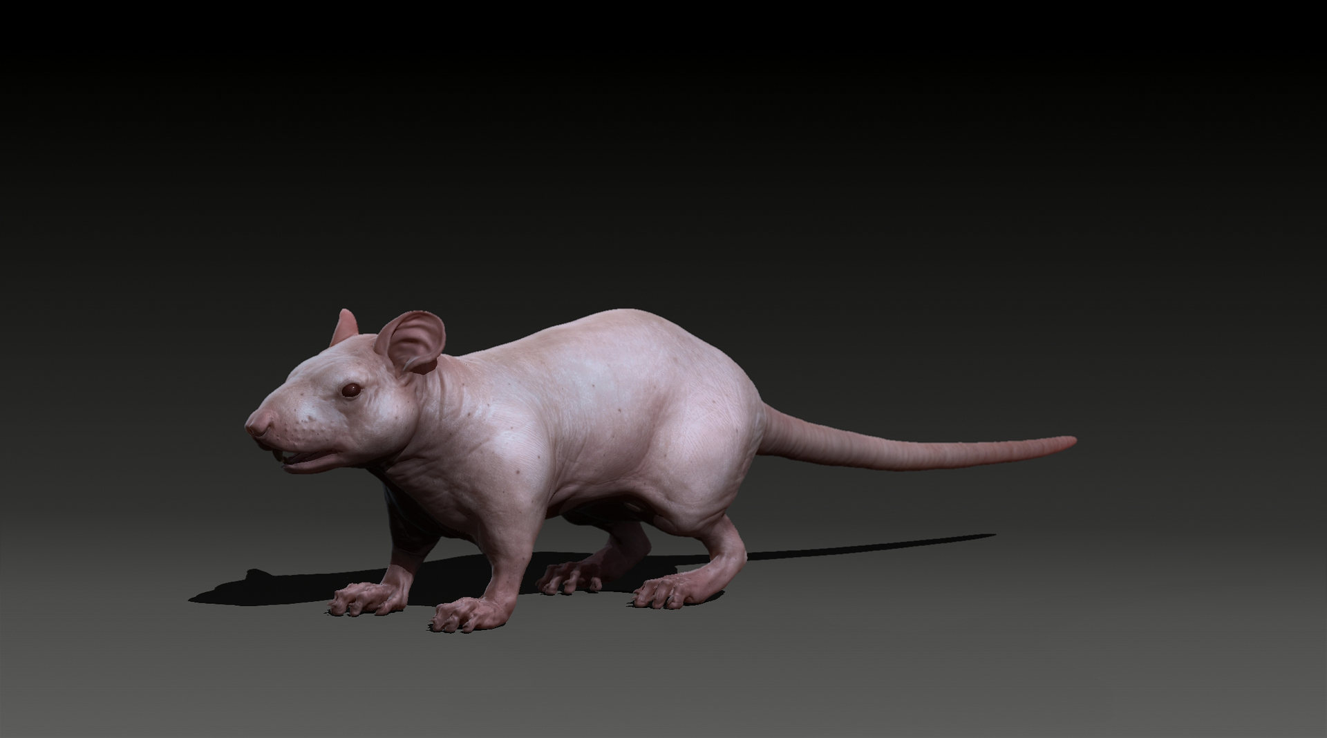 Animal rat 3D model - TurboSquid 1685597