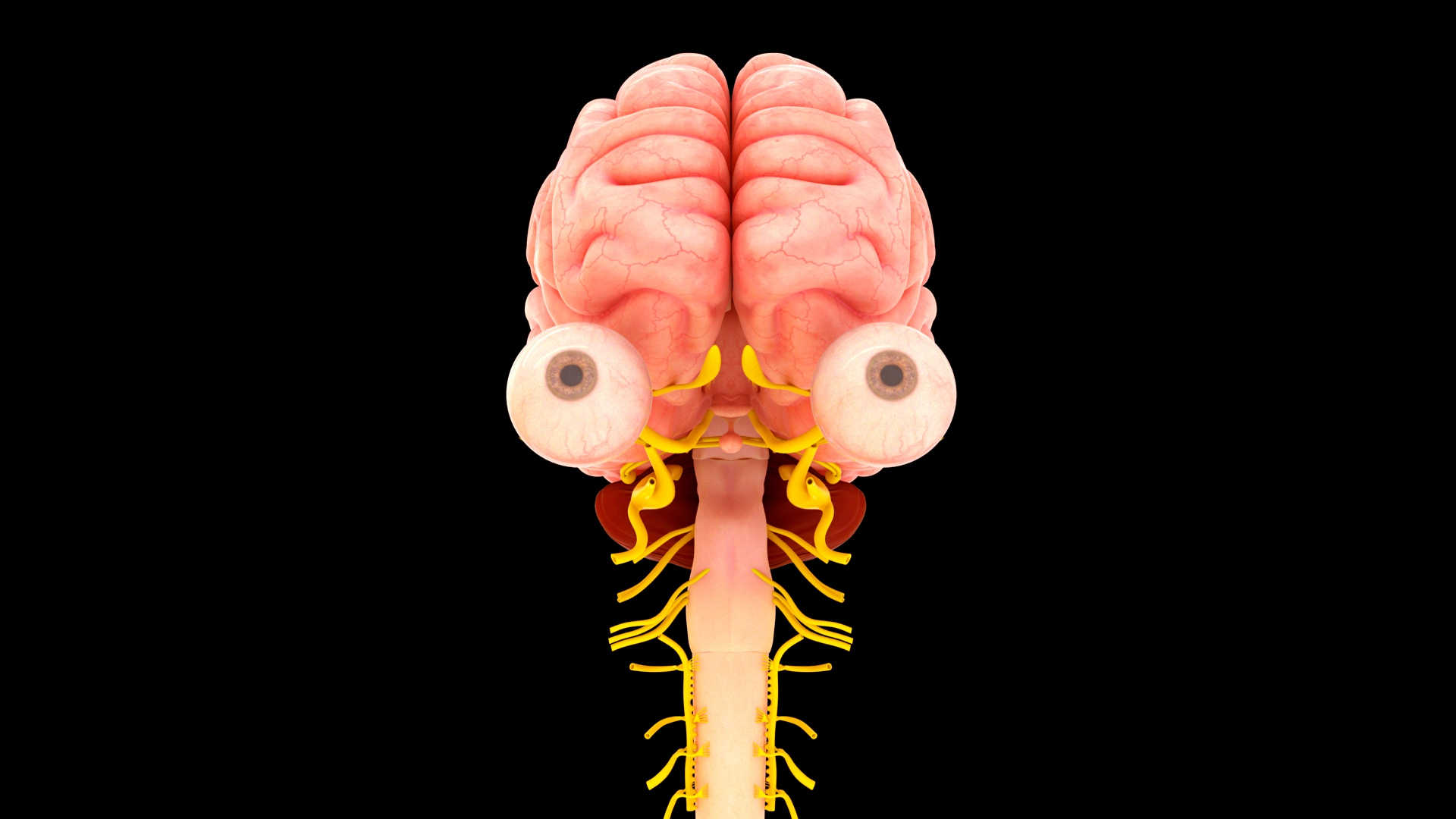3D Human Brain With Cranial Nerves - TurboSquid 2307954
