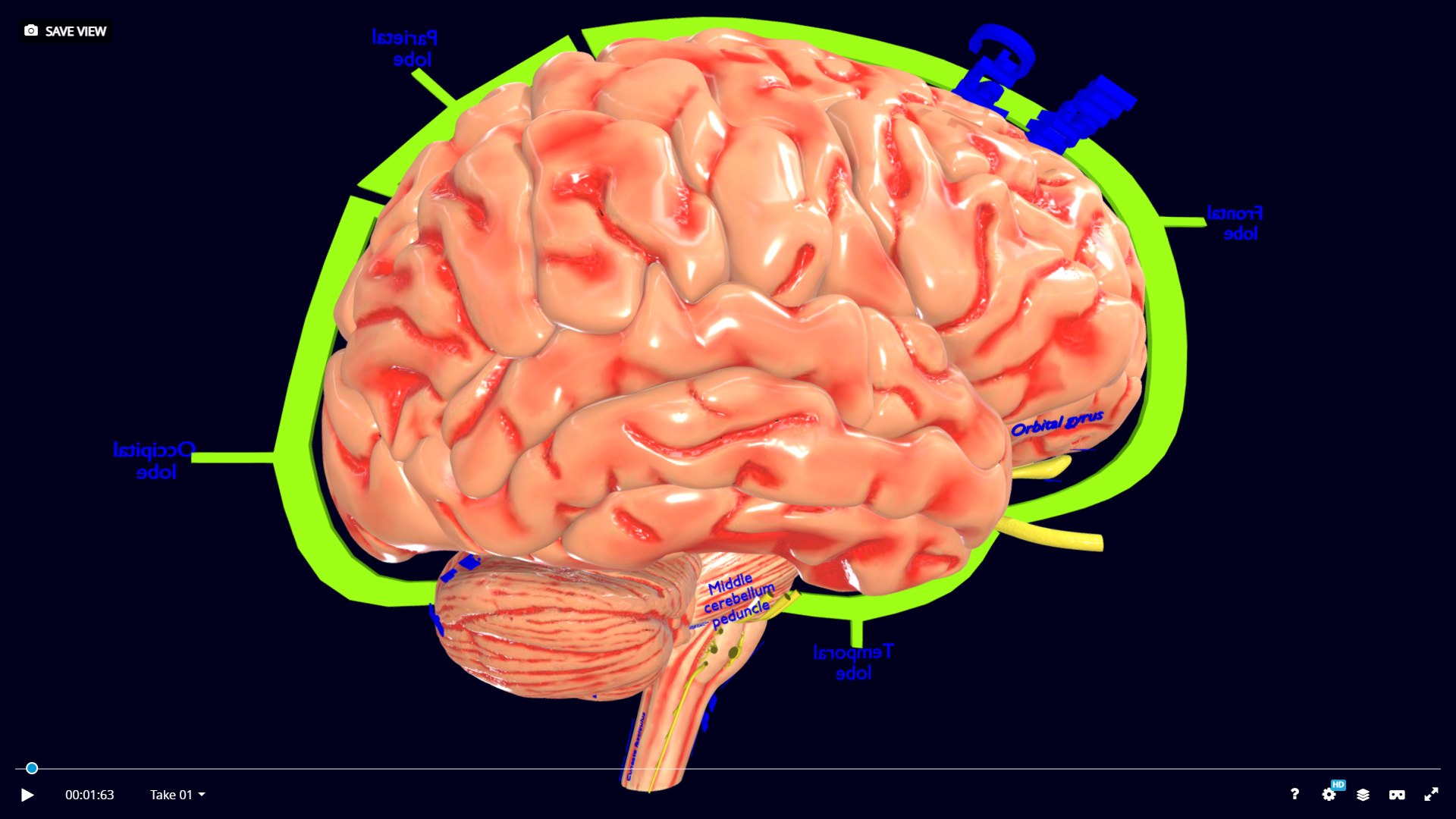 Central nervous system cortex limbic basal ganglia stem cerebel 3D ...